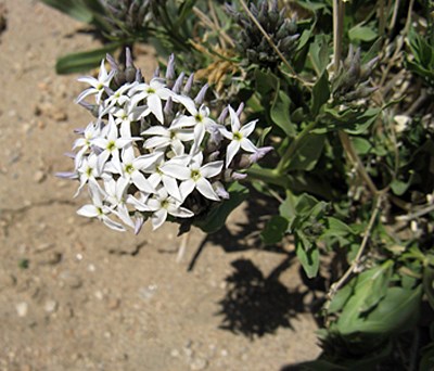 Amsonia tomentosa Torr. & Frém. - Joshua Tree National Park (U.S ...