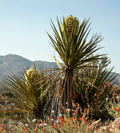 Yucca schidigera Ortgies - Joshua Tree National Park (U.S. National ...