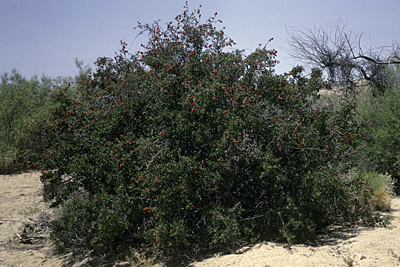 Rhus aromatica Aiton - Joshua Tree National Park (U.S. National Park ...