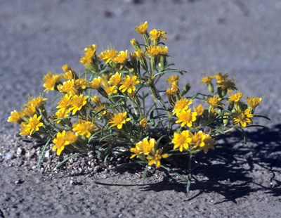Pectis papposa Harv. & A. Gray var. papposa - Joshua Tree National Park ...