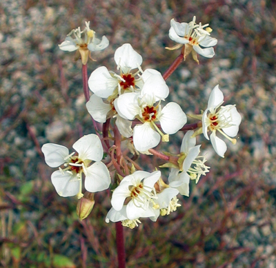 Chylismia claviformis (Torr. & Frém.) A. Heller subsp. claviformis ...
