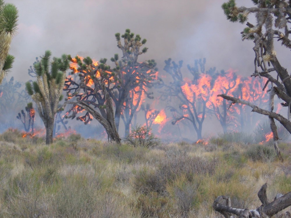 Climate Change - Joshua Tree National Park (U.S. National Park Service)