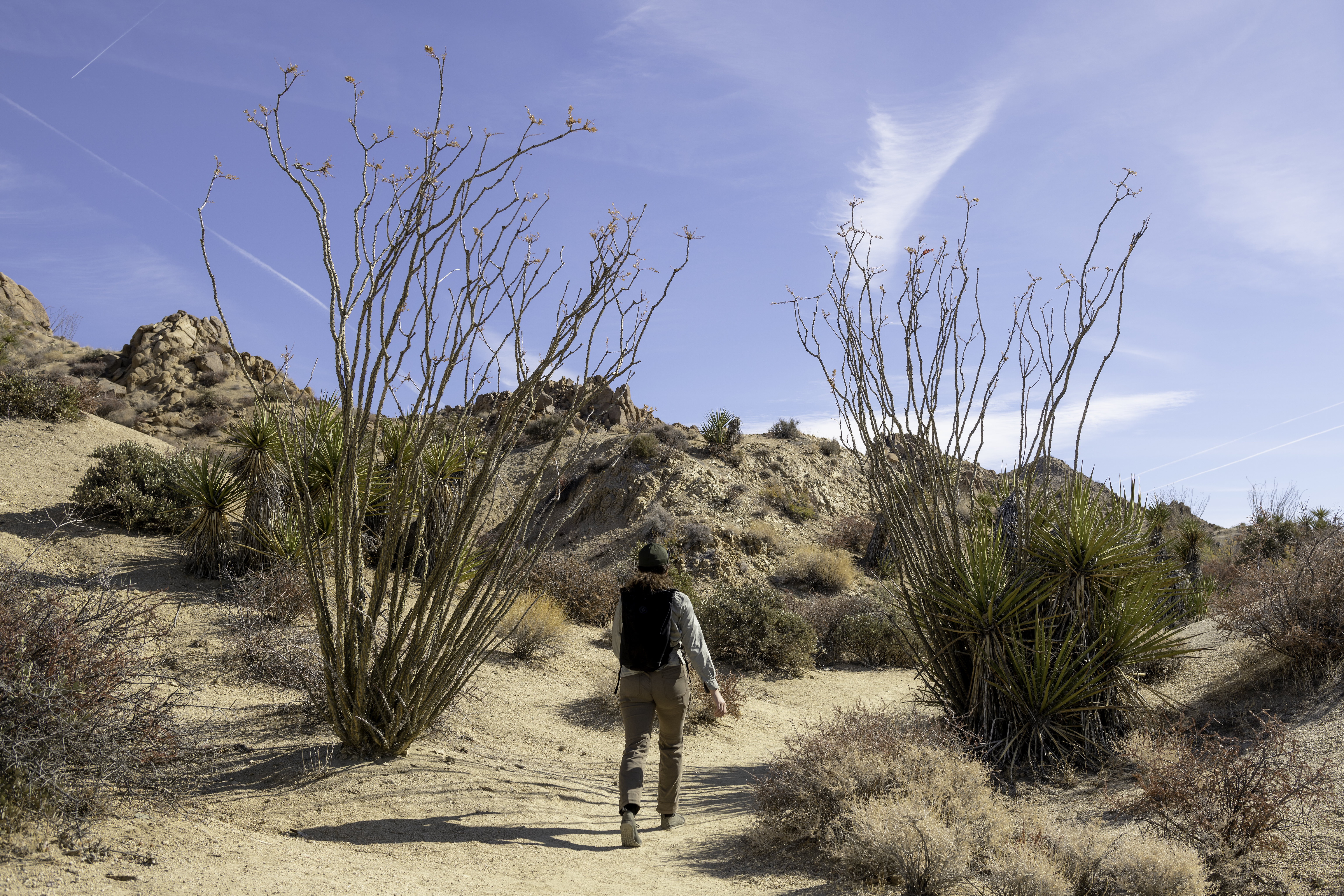 Eagle Mountains Zone - Joshua Tree National Park (U.S. National Park ...