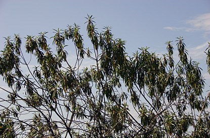 Plants - Kaloko-Honokōhau National Historical Park (U.S. National Park ...