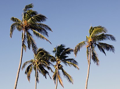Polynesian Plants - Kaloko-Honokōhau National Historical Park (U.S ...