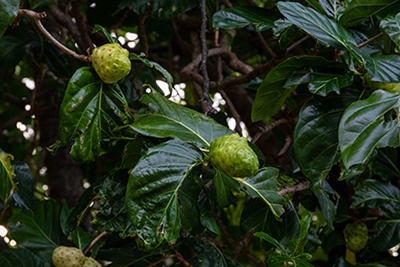 Plants - Kalaupapa National Historical Park (U.S. National Park Service)