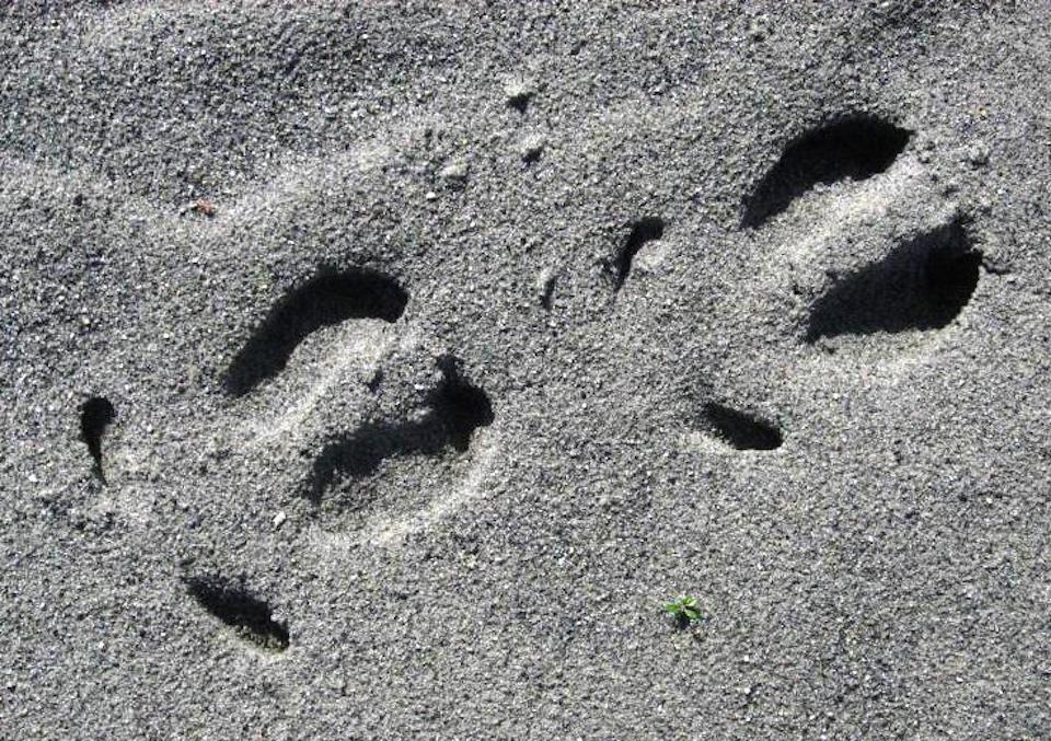 Animal Tracks - Katmai National Park & Preserve (U.S. National Park ...
