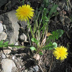 Invasive Plant Species - Katmai National Park & Preserve (U.S. National ...