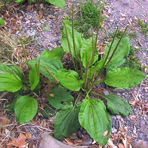 Invasive Plant Species - Katmai National Park & Preserve (U.S. National ...