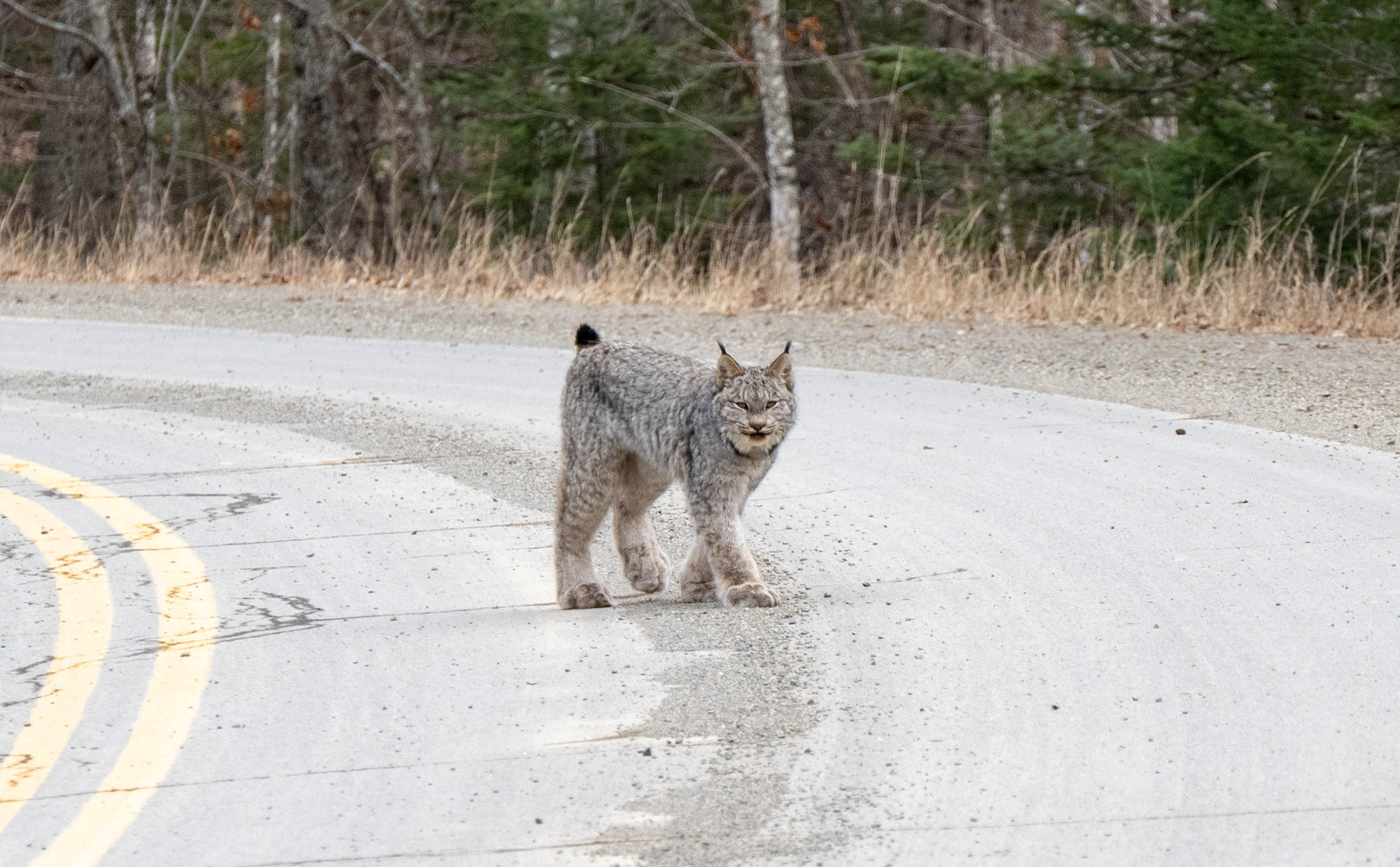 Are There Lynx In Canada