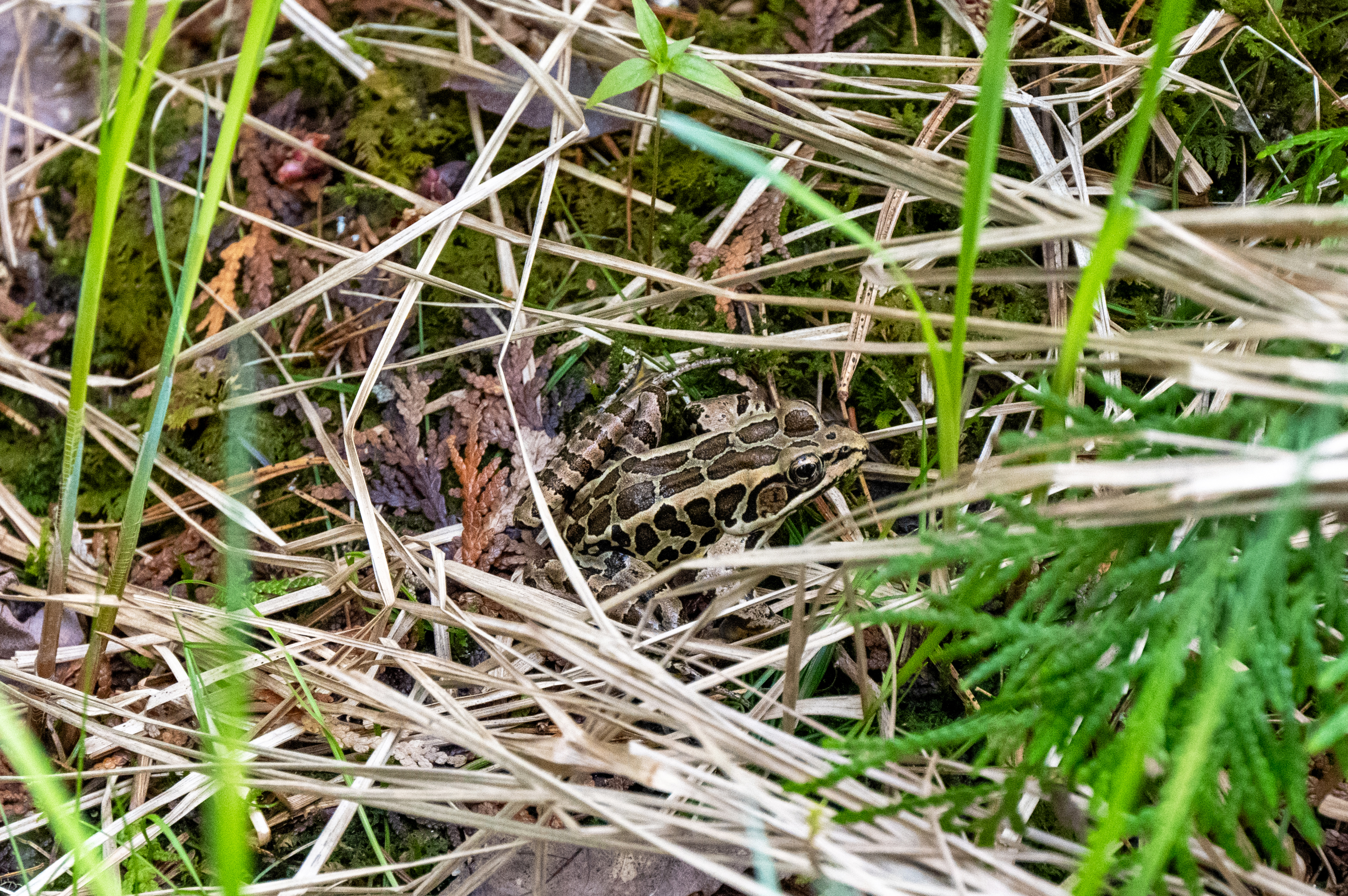Frogs - Katahdin Woods and Waters National Monument (U.S. National Park ...