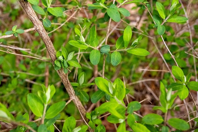Invasive Plants - Katahdin Woods and Waters National Monument (U.S ...