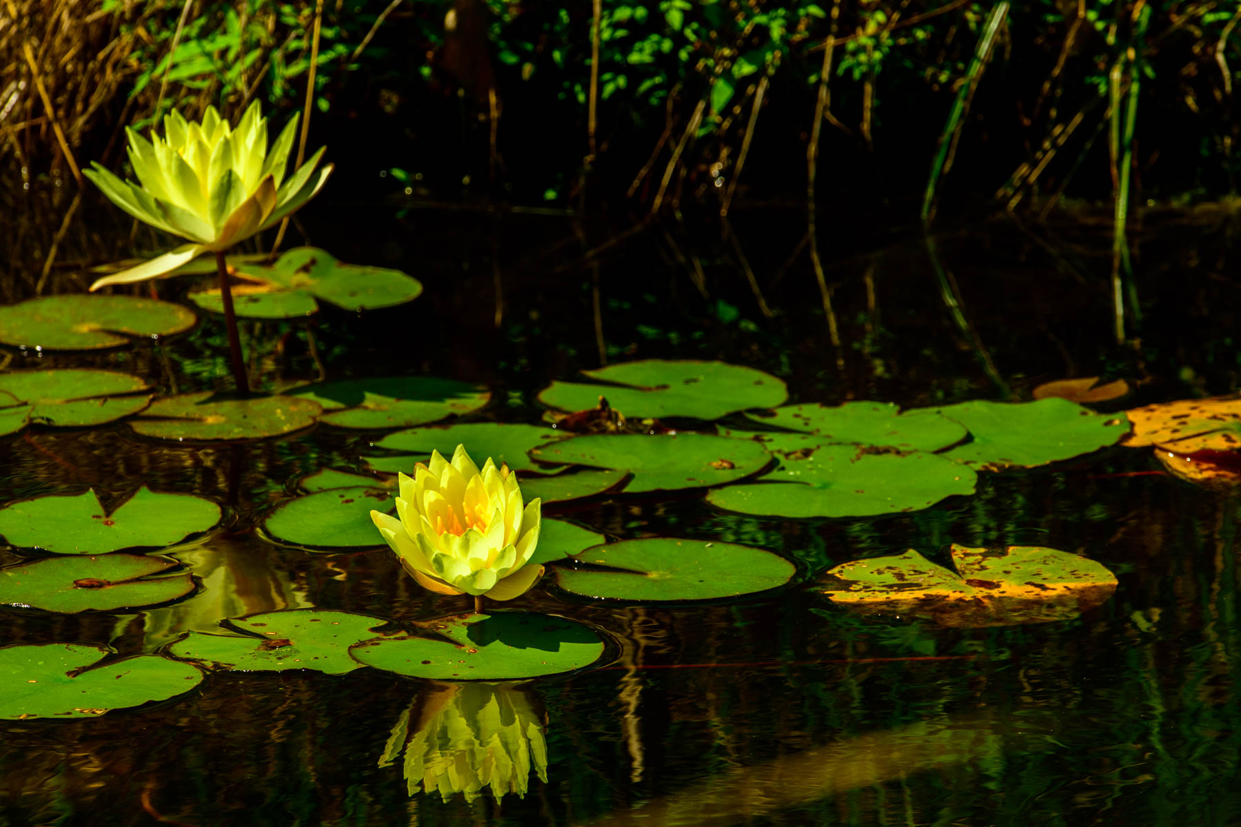 Water Lily - Kenilworth Park & Aquatic Gardens (U.S. National Park Service)