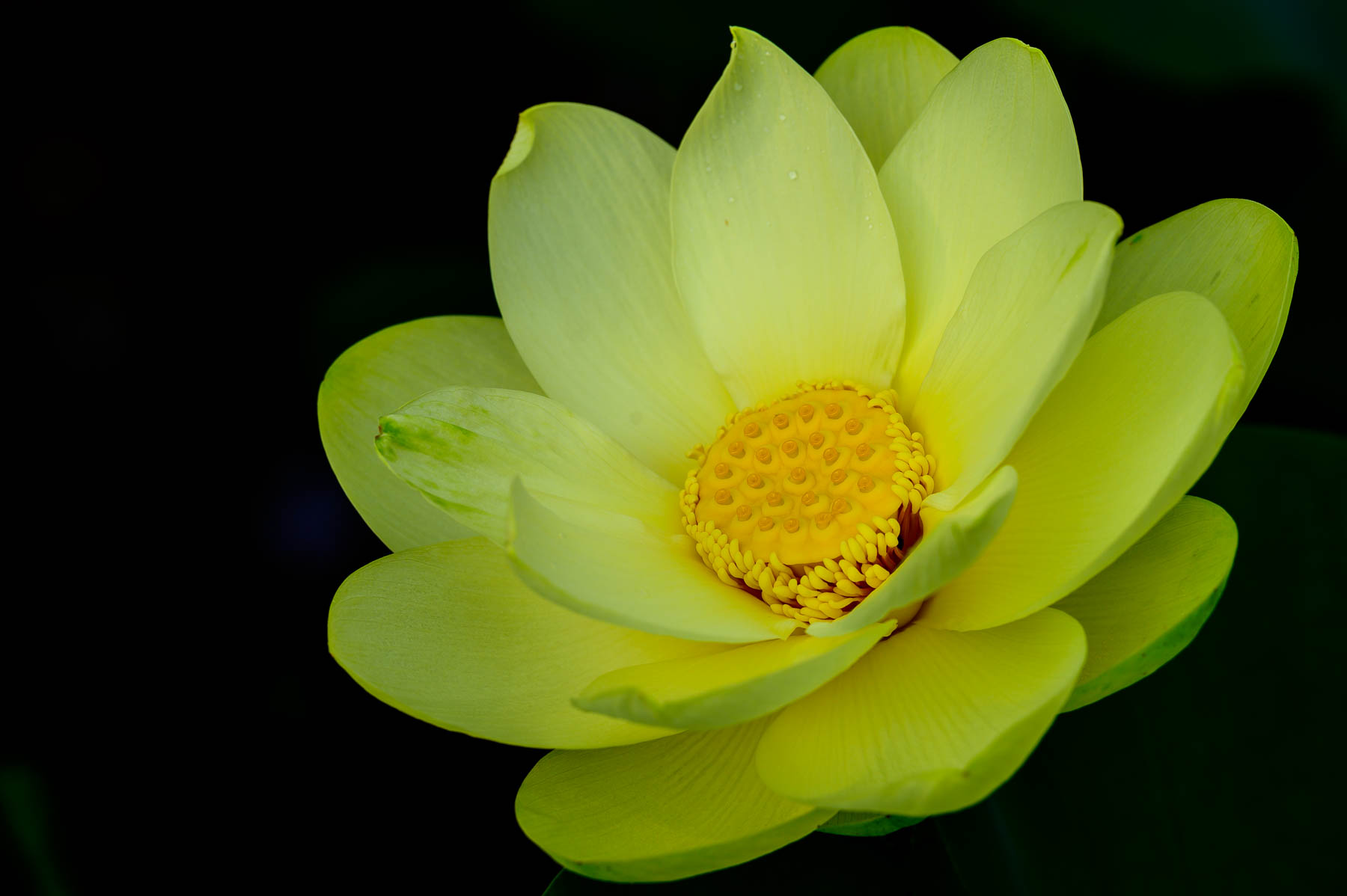 Lotus - Kenilworth Park & Aquatic Gardens (U.S. National Park Service)