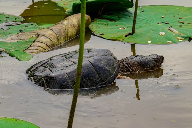 Reptiles - Kenilworth Park & Aquatic Gardens (U.S. National Park Service)