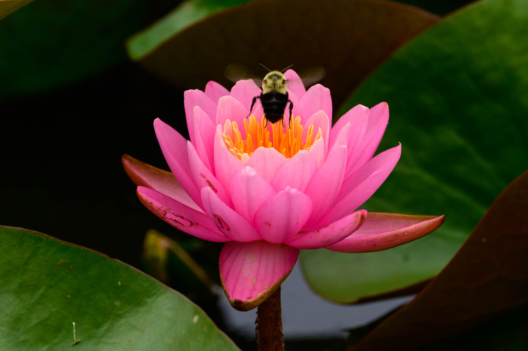 Water Lily - Kenilworth Park & Aquatic Gardens (U.S. National Park Service)