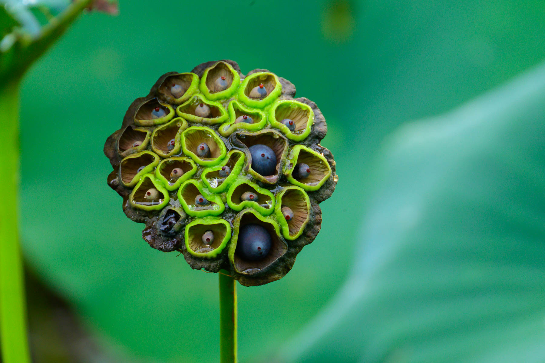 Lotus Flower Seeds South Africa | Best Flower Site