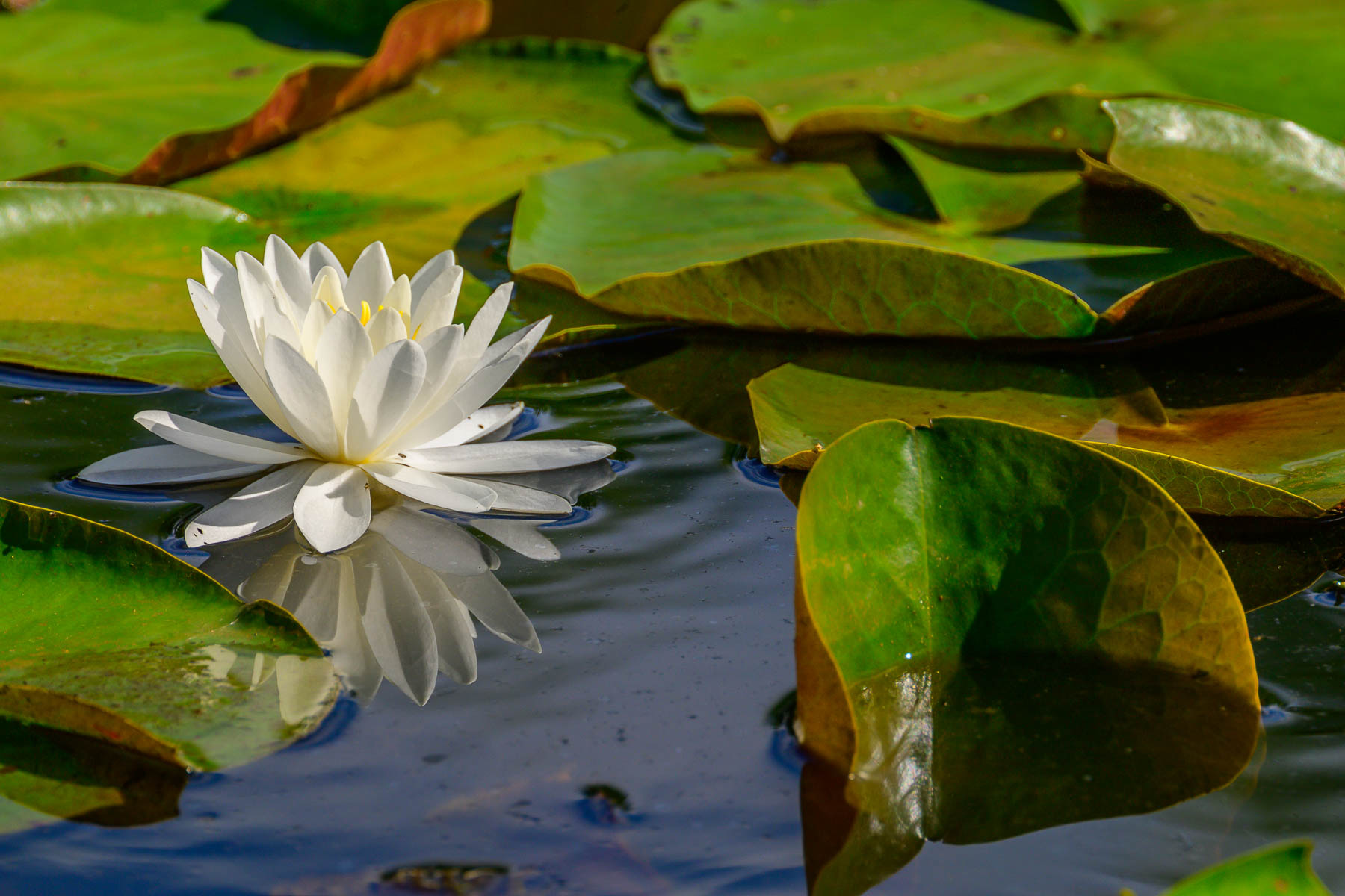 Water Lily - Kenilworth Park & Aquatic Gardens (U.S. National Park Service)