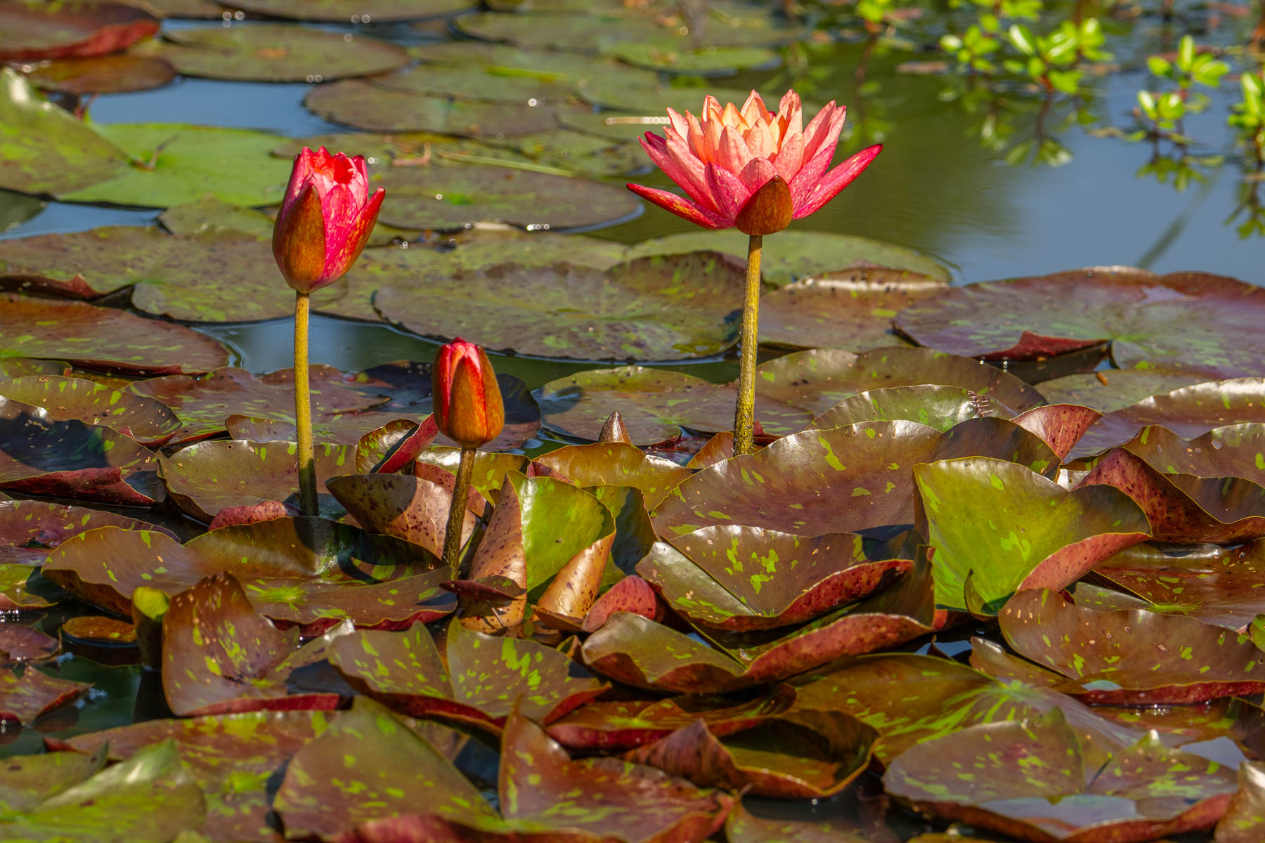 Water Lily - Kenilworth Park & Aquatic Gardens (U.S. National Park Service)
