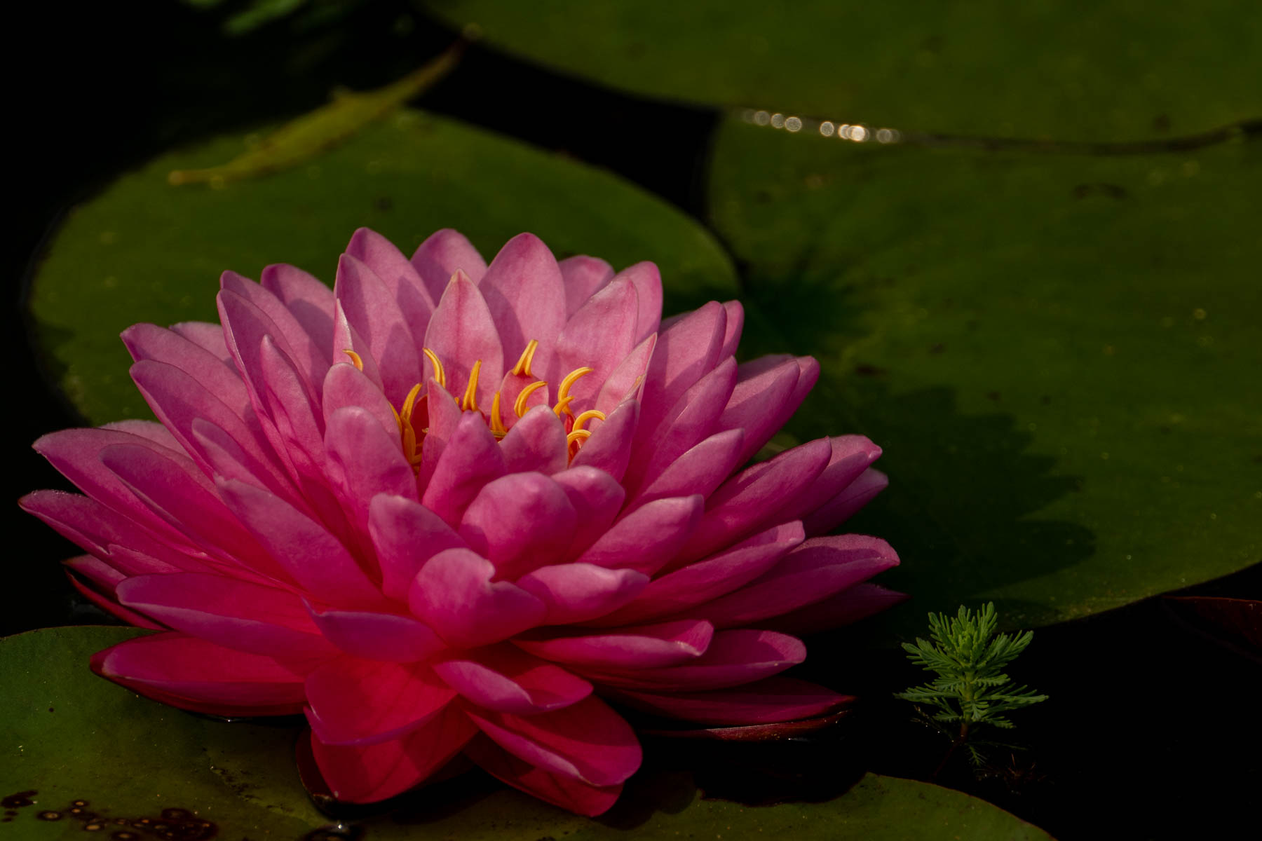 Water Lily - Kenilworth Park & Aquatic Gardens (U.S. National Park Service)