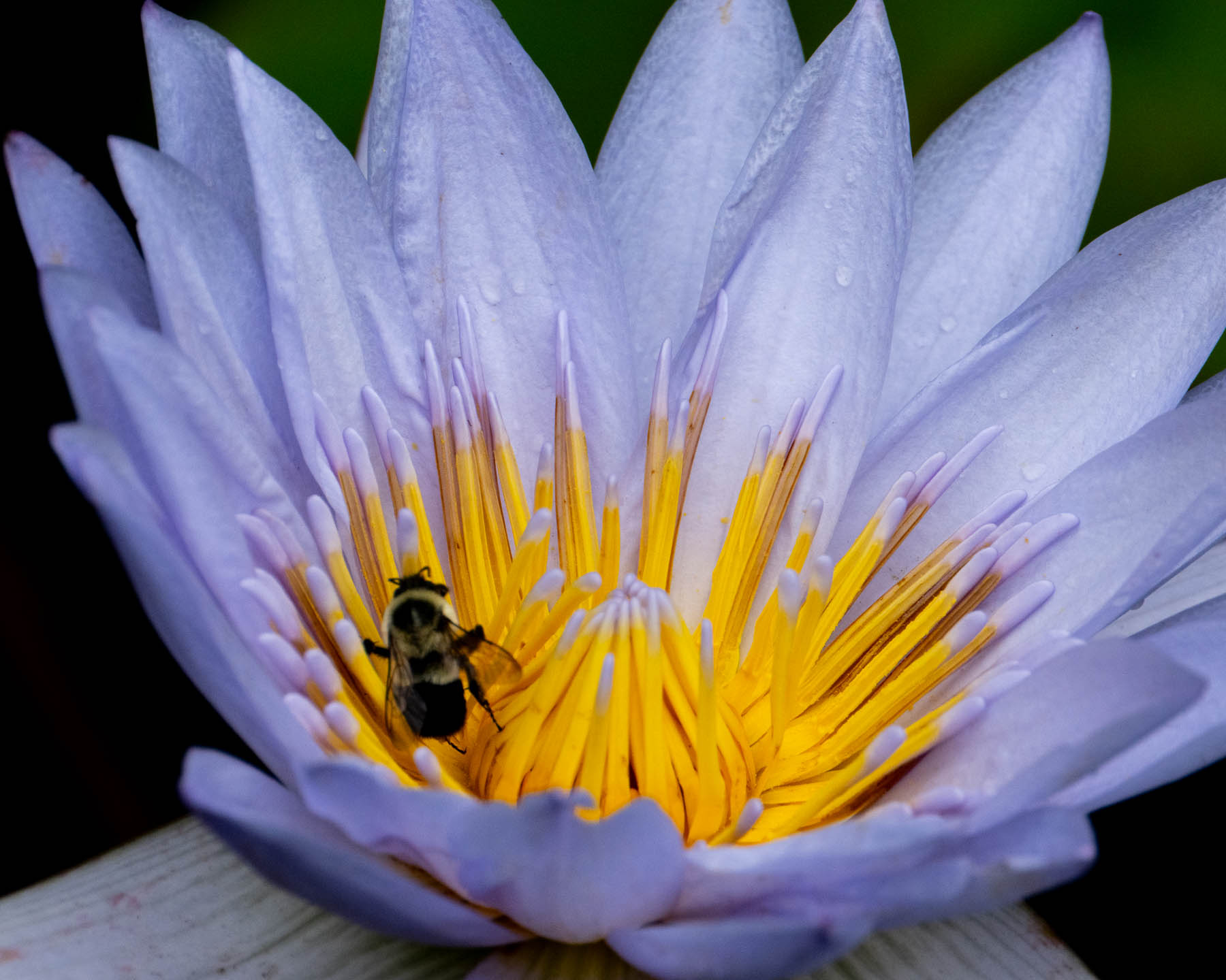 Water Lily - Kenilworth Park & Aquatic Gardens (U.S. National Park Service)