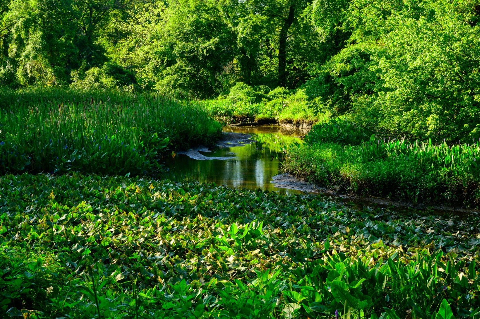 Freshwater Animals And Plants List Freshwater Plants Kenilworth Park
