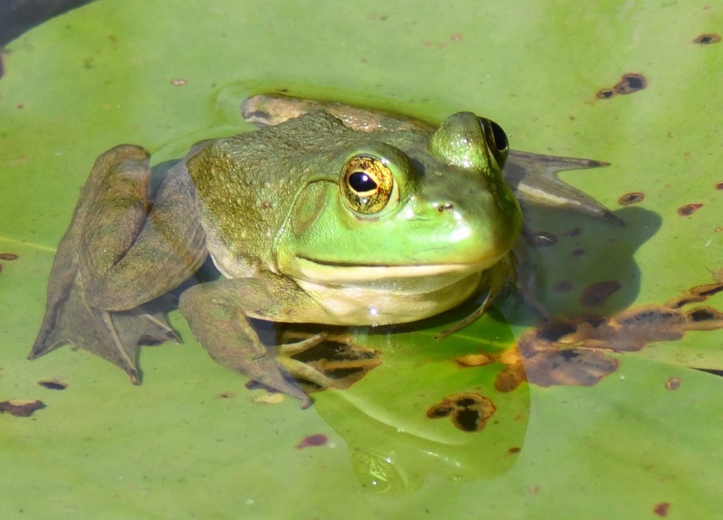 Amphibians - Kenilworth Park & Aquatic Gardens (U.S. National Park Service)