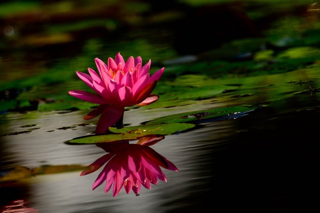 Water Lily - Kenilworth Park & Aquatic Gardens (U.S. National Park Service)