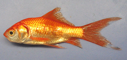Fish - Kenilworth Park & Aquatic Gardens (U.S. National Park Service)