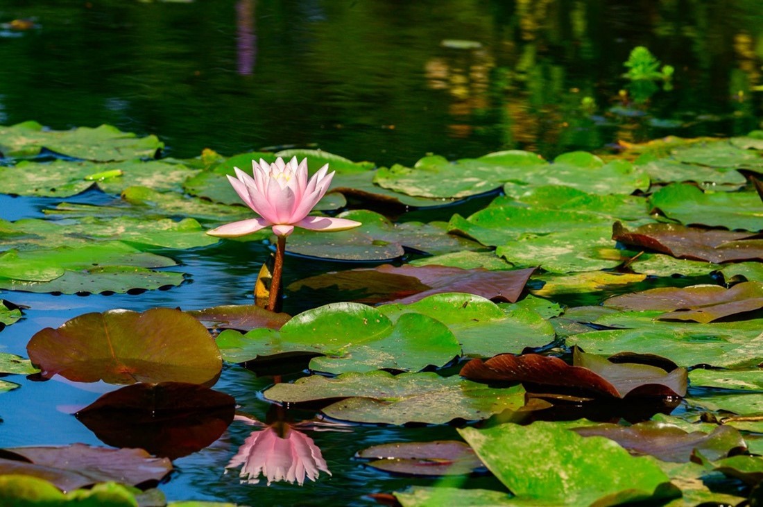 Water Lily - Kenilworth Park & Aquatic Gardens (U.S. National Park Service)