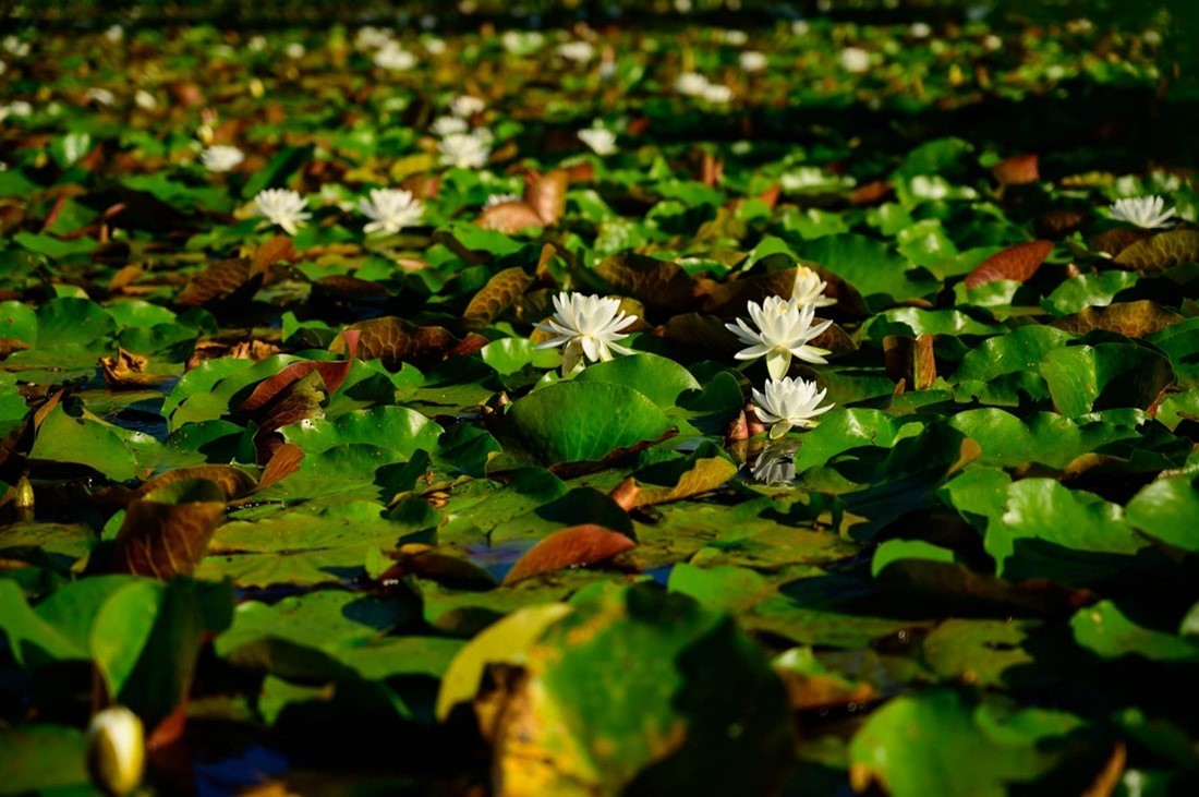 Water Lily - Kenilworth Park & Aquatic Gardens (U.S. National Park Service)