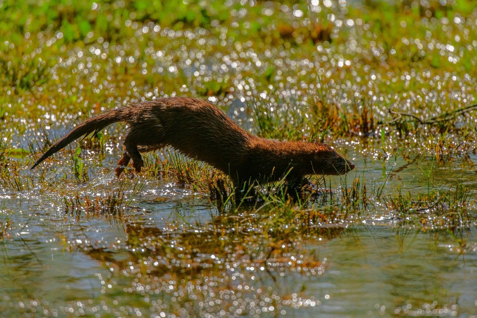 Mammals - Kenilworth Park & Aquatic Gardens (U.S. National Park Service)
