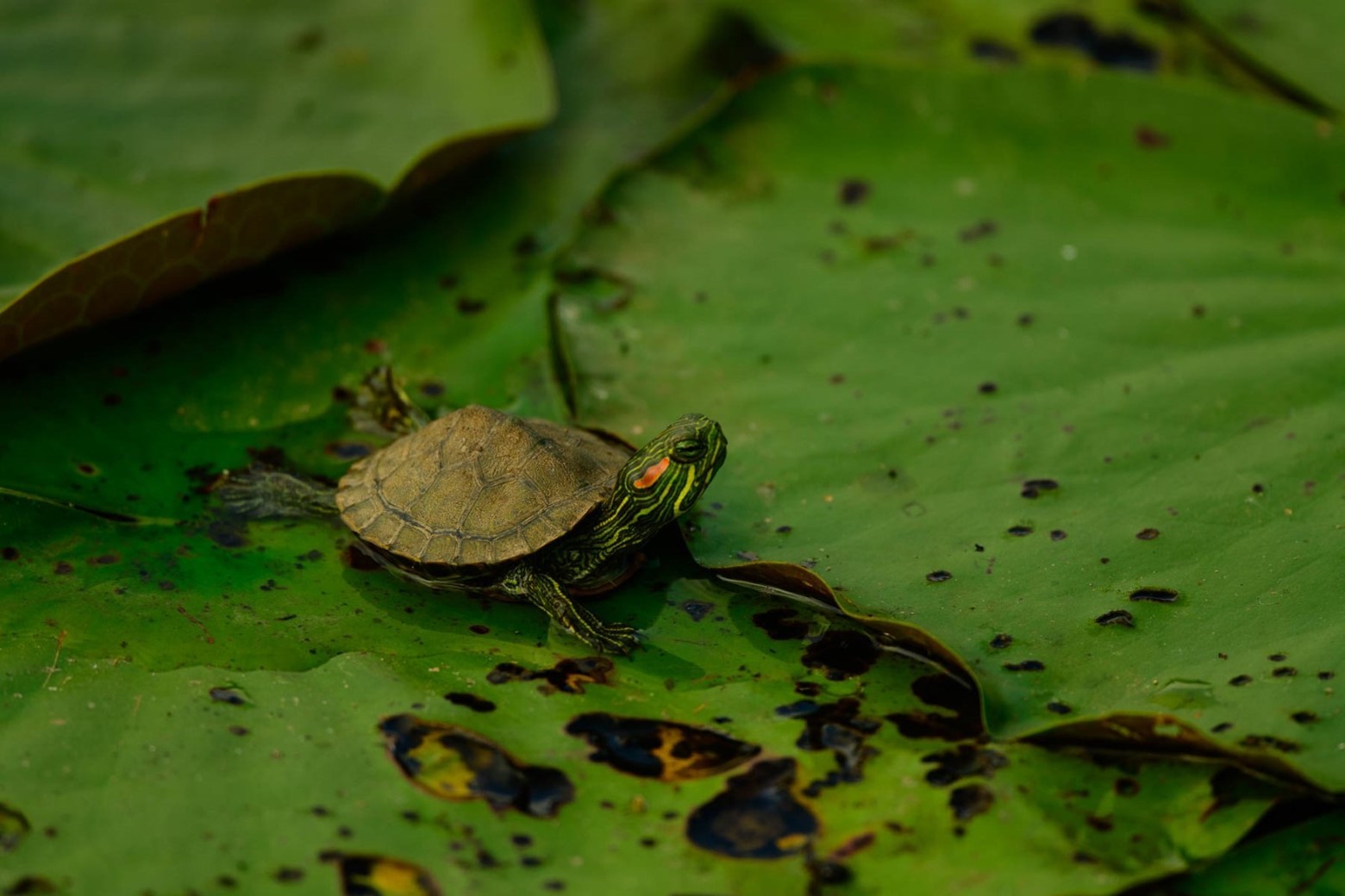 Reptiles - Kenilworth Park & Aquatic Gardens (U.S. National Park Service)