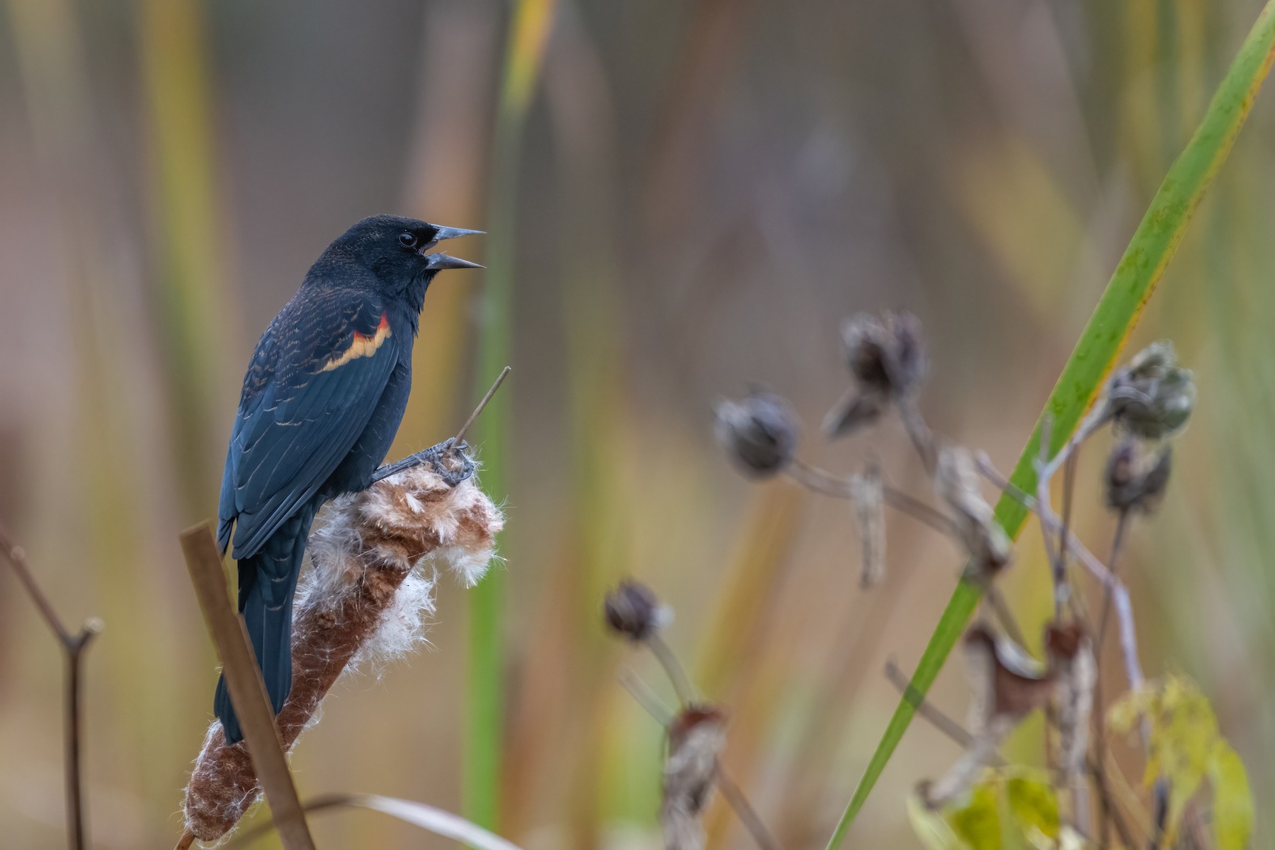 Blackbird Yellow Stripe