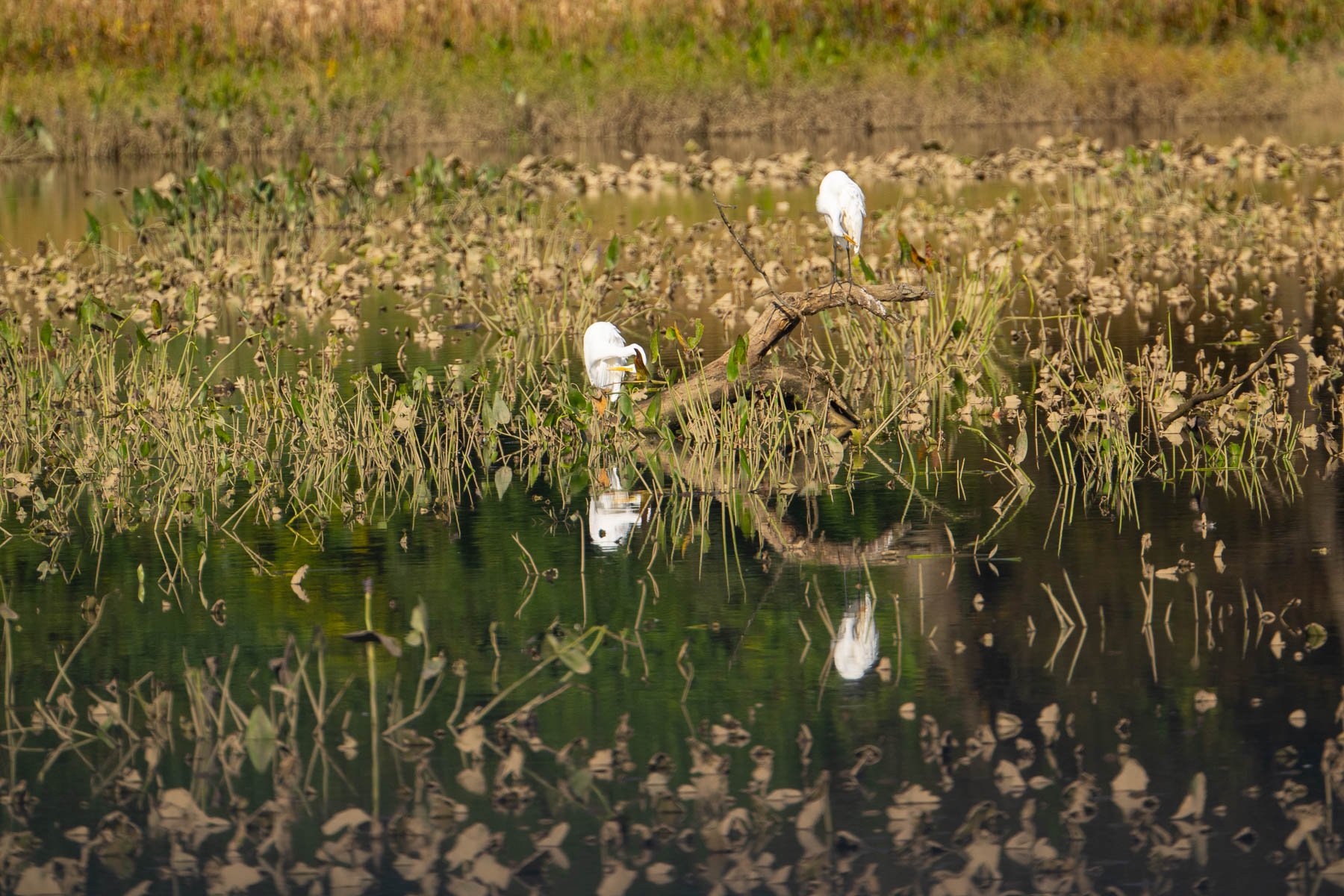 Marsh Ecosystem - Kenilworth Park & Aquatic Gardens (U.S. National Park ...