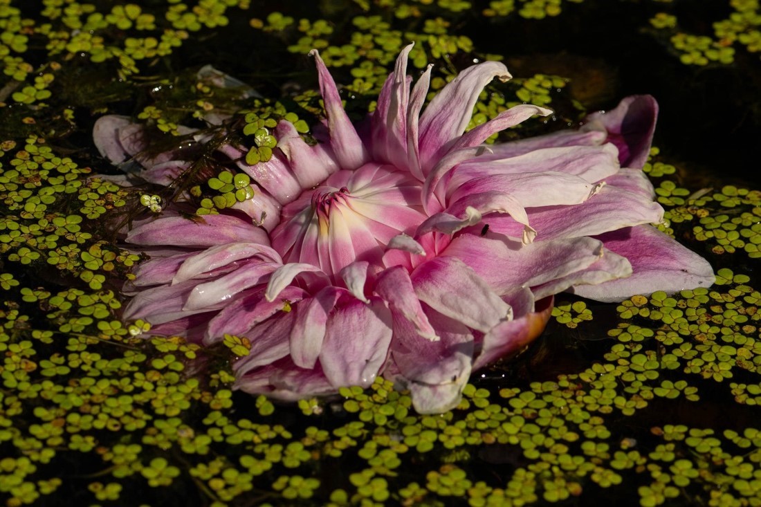 Water Lily - Kenilworth Park & Aquatic Gardens (U.S. National Park Service)