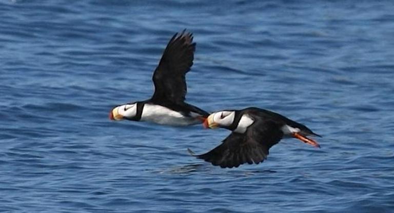 Birds - Kenai Fjords National Park (U.S. National Park Service)