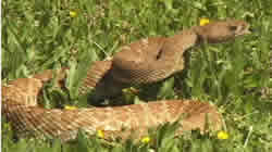Safety - Kings Mountain National Military Park (U.S. National Park Service)