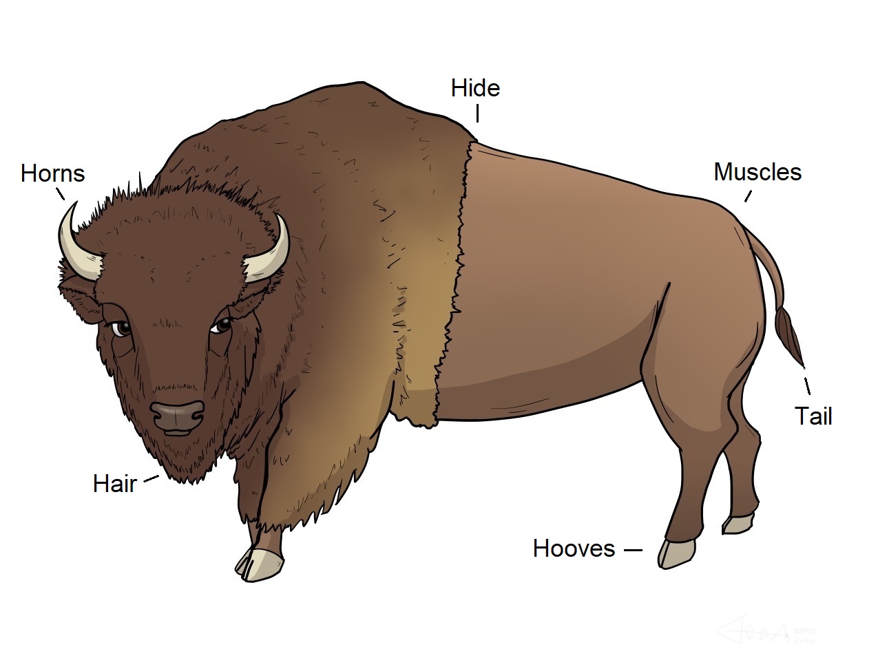 Bison Muscle Anatomy