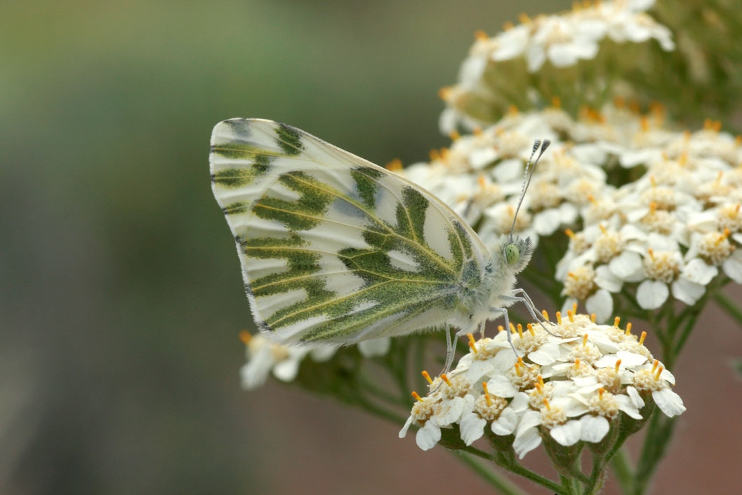 Butterflies - Lava Beds National Monument (U.S. National Park Service)