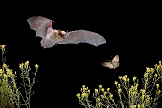 Bat Species - Lava Beds National Monument (U.S. National Park Service)