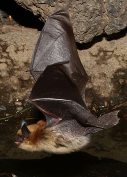 Bat Species - Lava Beds National Monument (U.S. National Park Service)