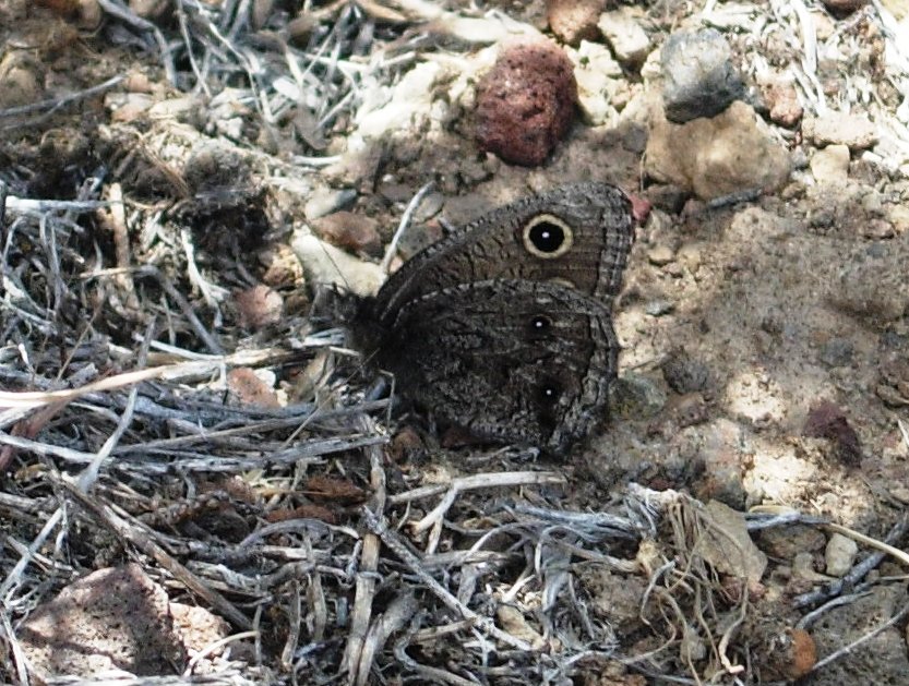 Butterflies - Lava Beds National Monument (U.S. National Park Service)