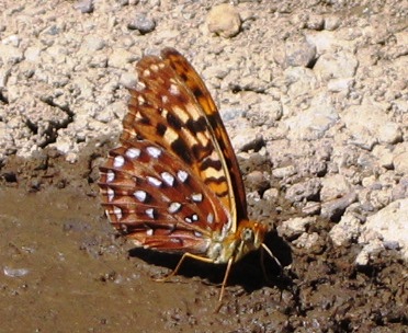 Butterflies - Lava Beds National Monument (U.S. National Park Service)