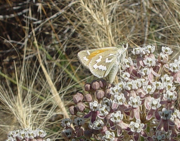 Butterflies - Lava Beds National Monument (U.S. National Park Service)