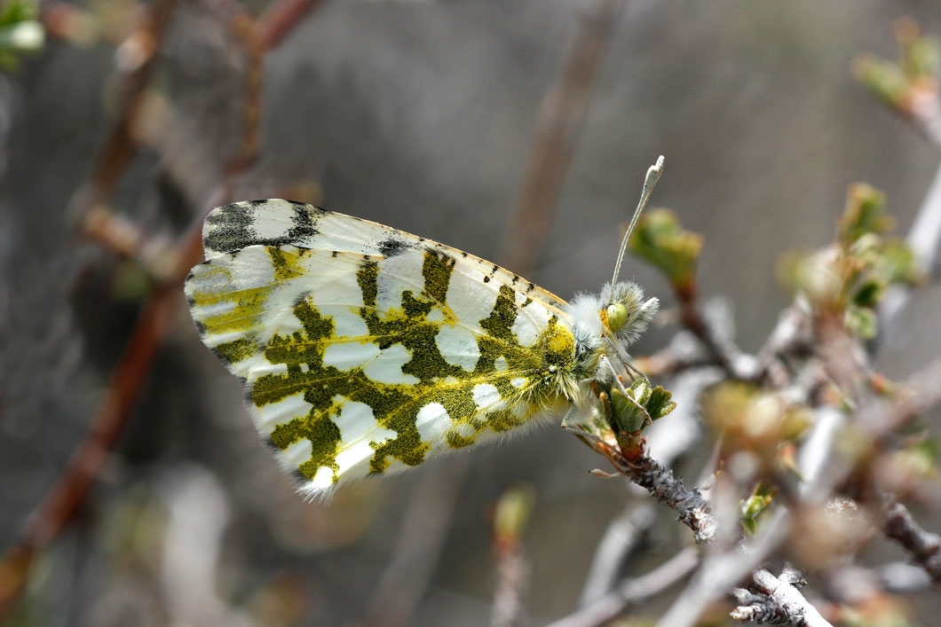 Butterflies - Lava Beds National Monument (U.S. National Park Service)