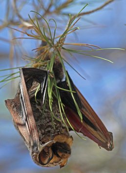Bat Species - Lava Beds National Monument (U.S. National Park Service)