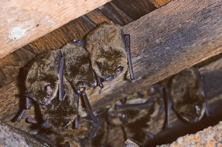 Bat Species - Lava Beds National Monument (U.S. National Park Service)