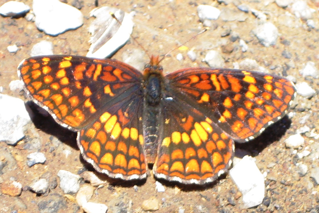 Butterflies - Lava Beds National Monument (U.S. National Park Service)