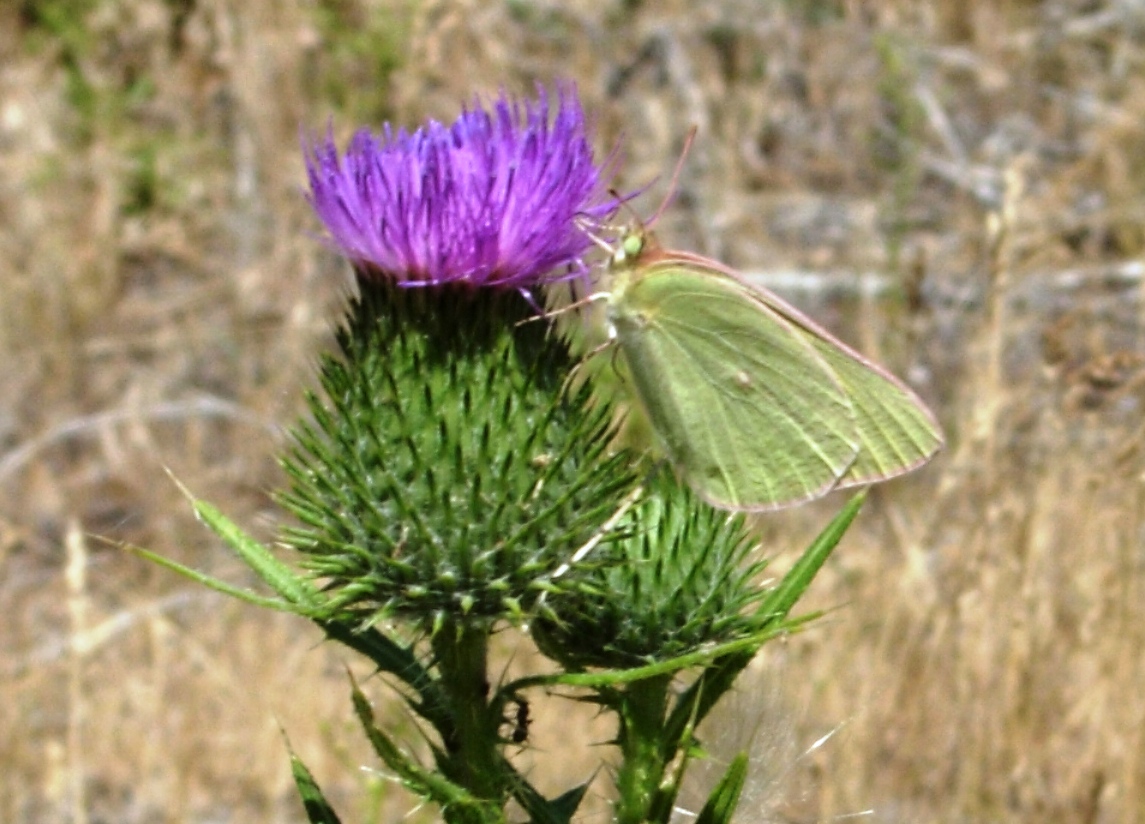 Butterflies - Lava Beds National Monument (U.S. National Park Service)